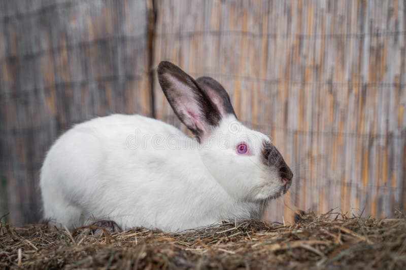 Californian Russian Medium Sized Rabbit Sitting on a Hay before Easter ...