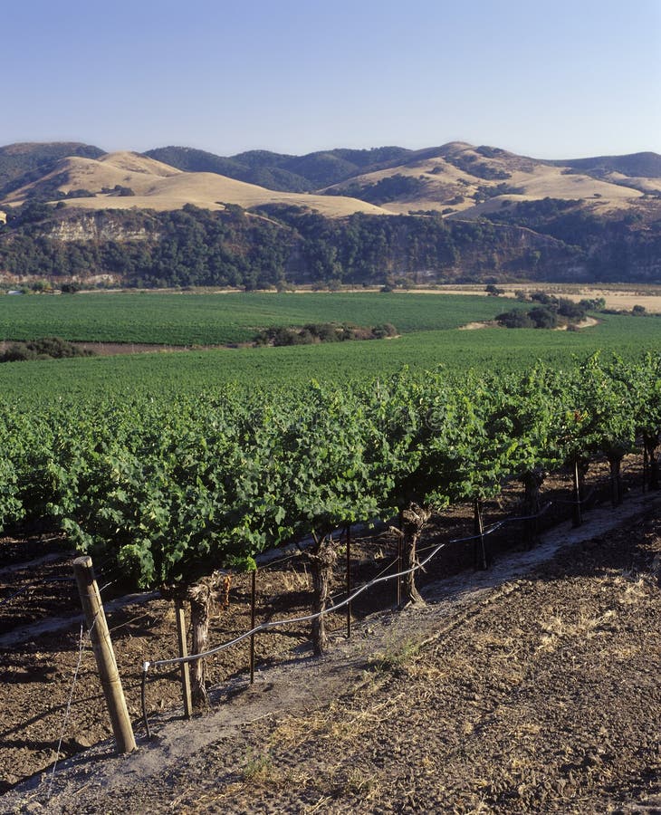 Californian Vineyard stock image. Image of hillside, america - 30850599