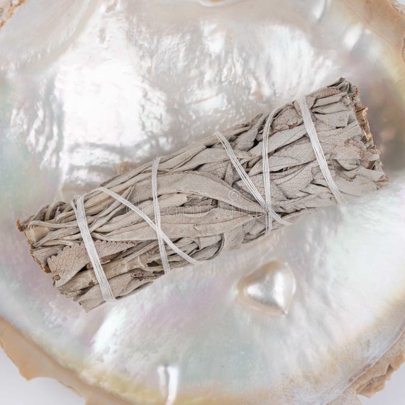 Californian White Sage Smudge Bundle on a Shell Background Stock Photo ...