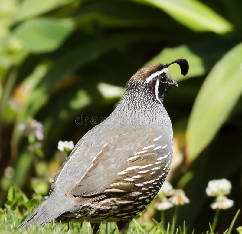 Californica De Callipepla De Las Codornices De California Foto de ...