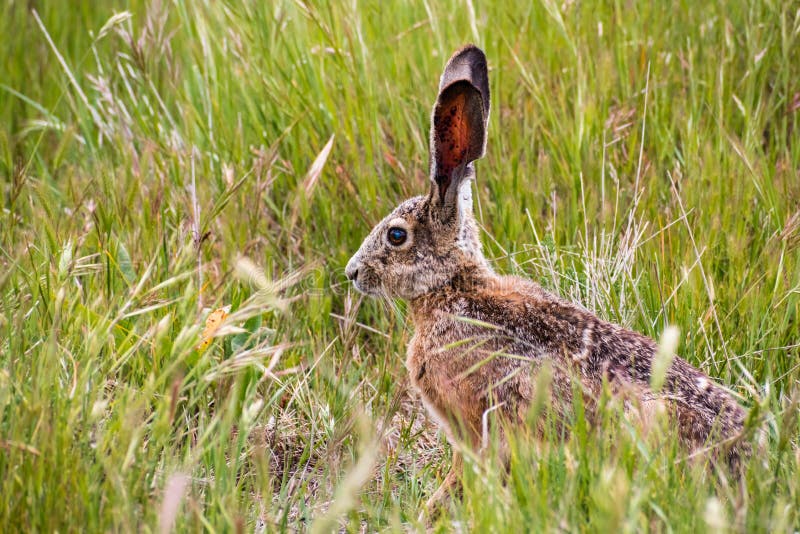 Californicus De Cola Negra Del Lepus Del Jackrabbit Foto de archivo - Imagen de liebre ...