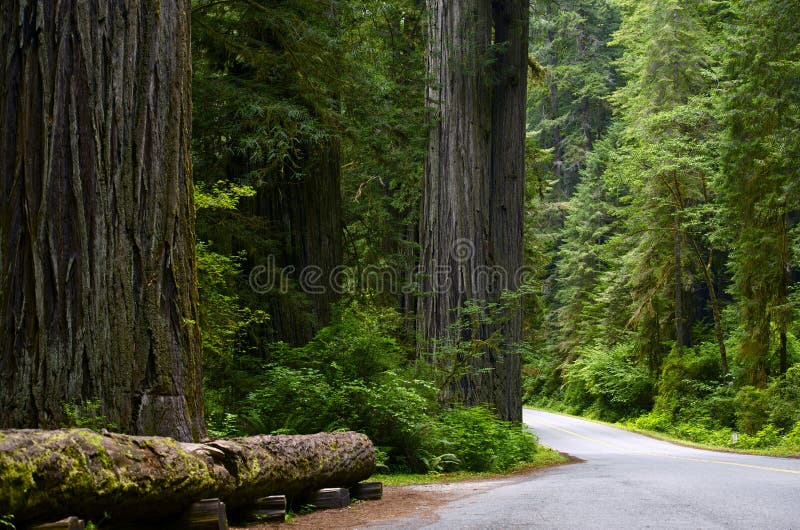 Californische Sequoia Nationaal Bos Stock Foto - Image of nave ...