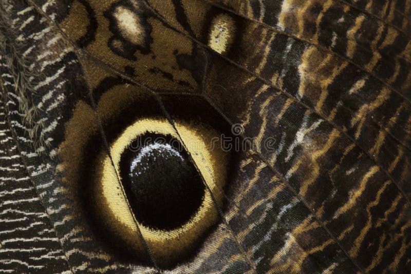 Caligo butterfly stock image. Image of kwiaty, szybowac - 29679385