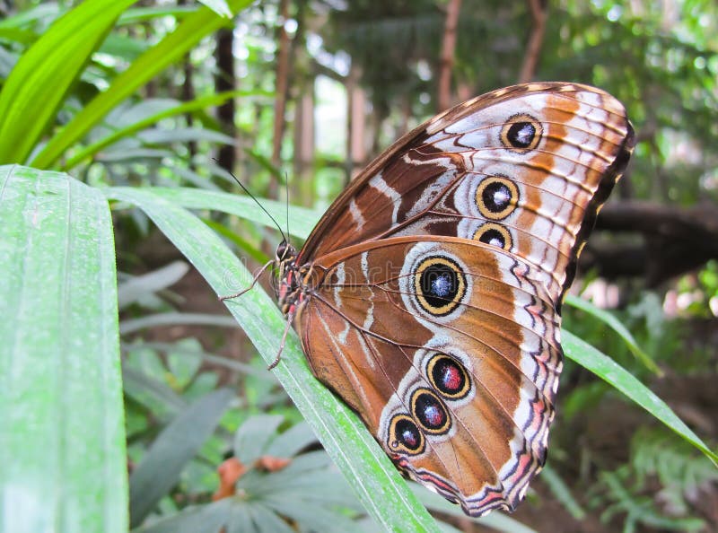 Caligo eurilochus stock image. Image of eurilochus, butterfly - 26128791
