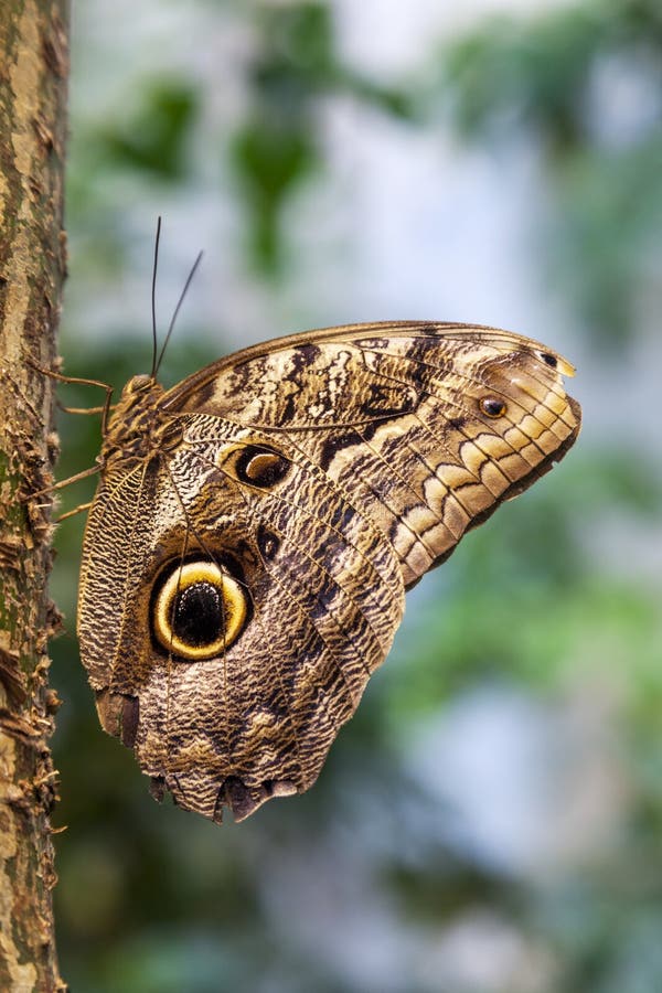 Caligo Eurilochus Butterfly on a Tree Trunk Stock Image - Image of ...