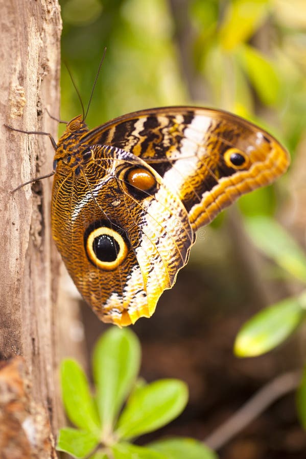 Caligo eurilochus stock image. Image of leaf, facets - 43432833