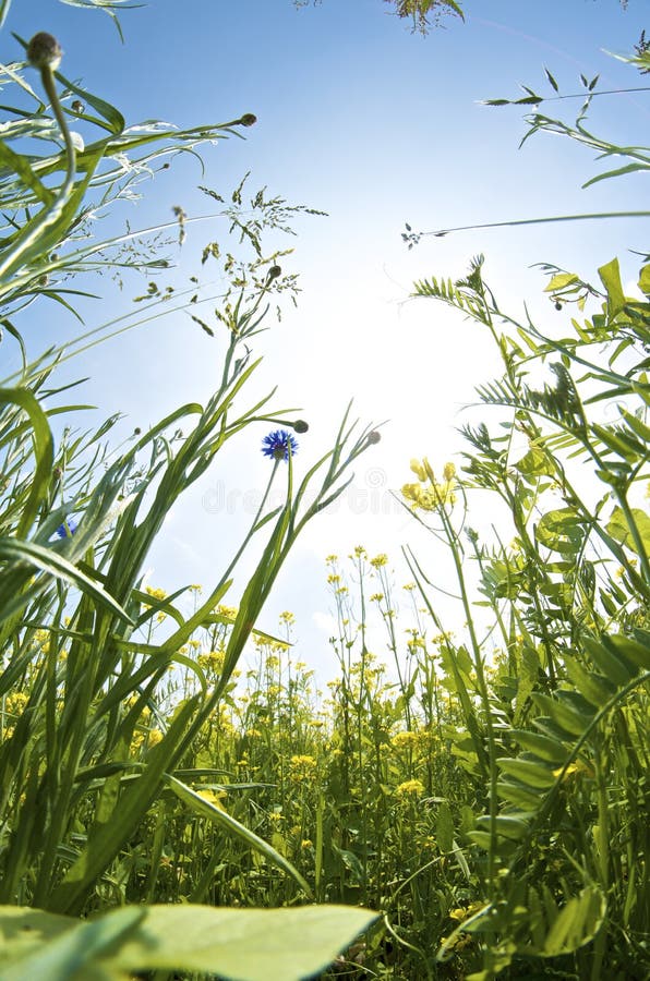 Calimero Complex stock photo. Image of nature, cornflower - 34072672