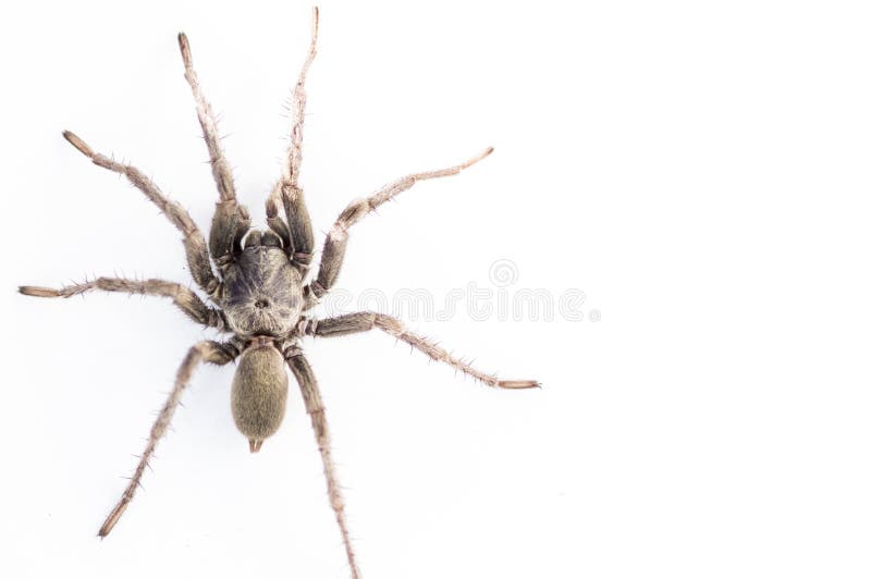 Calisoga Spider Stock Photos - Free & Royalty-Free Stock Photos from ...