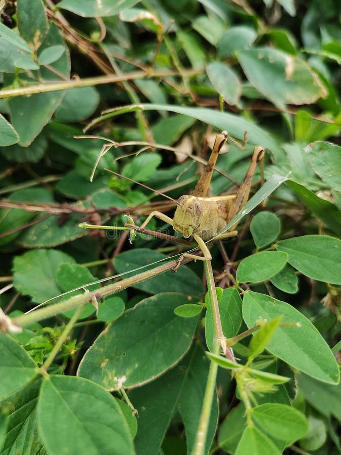 We Call in the Locust in the Big Eyes Stock Image - Image of green ...