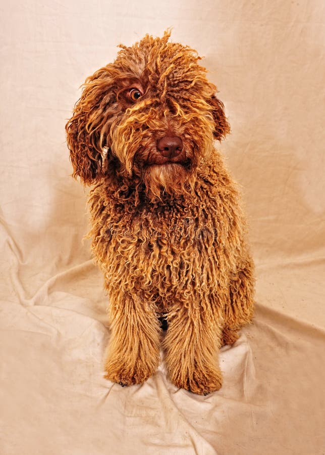 Call me eye...one eye stock photo. Image of dogs, canine - 151010642