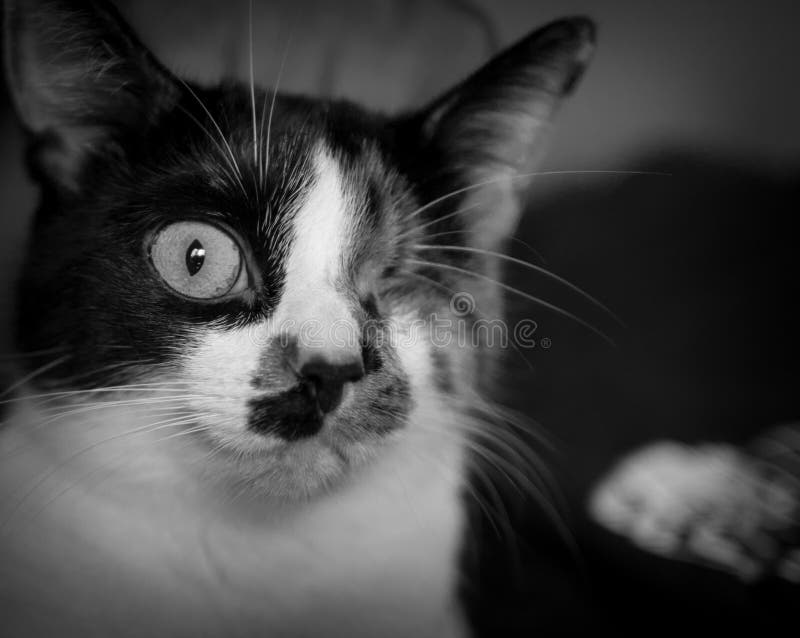 The Call me Winky stock photo. Image of black, nose, head - 36706826