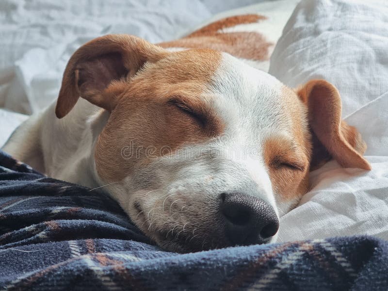 And they Call it Puppy Love Stock Photo - Image of call, doggo: 261207154