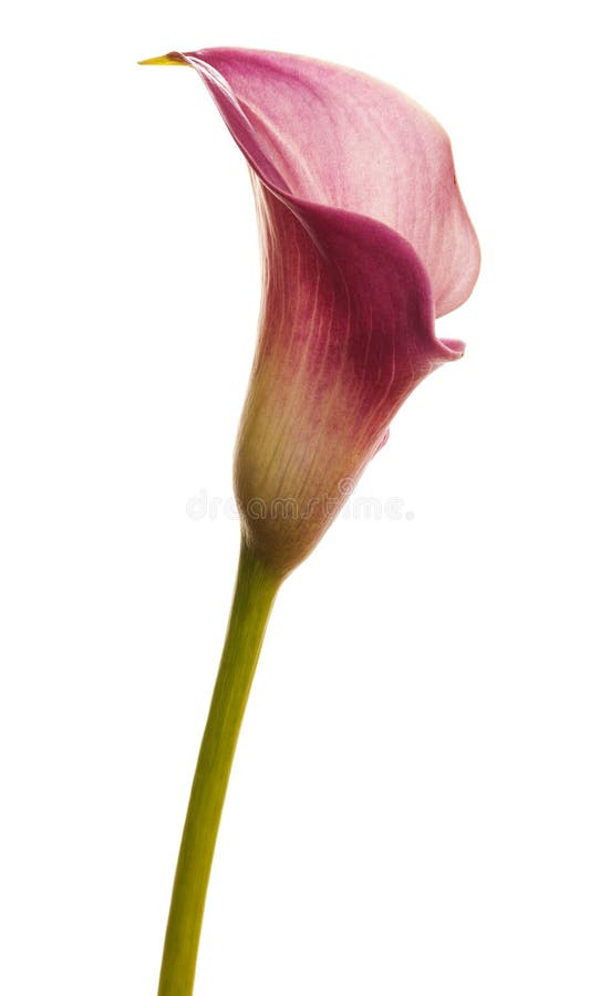 Lily petal stock image. Image of close, smell, pink, natural - 4646005