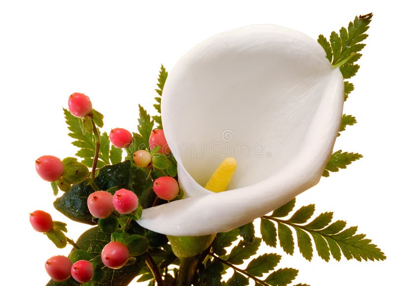 Calla stock image. Image of white, nature, stem, plant - 2186055