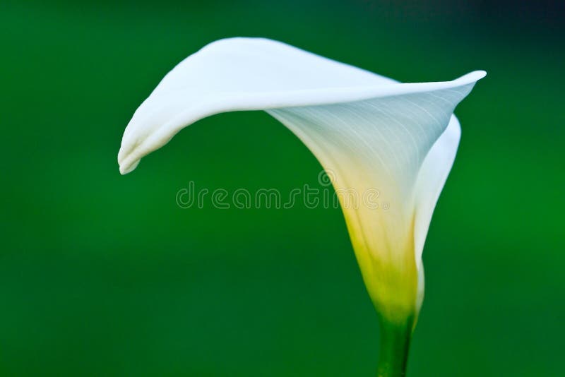 Calla immagine stock. Immagine di macro, calla, bianco - 31293711