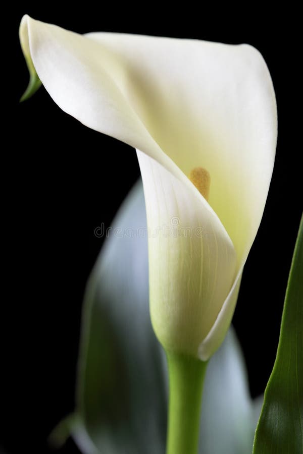 Calla auf Schwarzem stockbild. Bild von blumen, lilie - 22571615