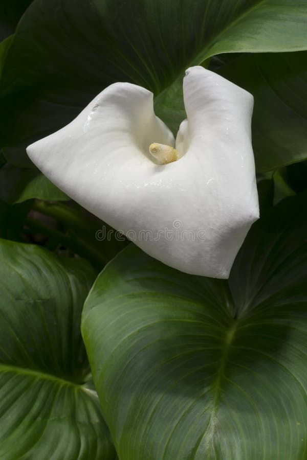 Calla Bianca E Grande Foglia Fotografia Stock - Immagine di fioritura ...