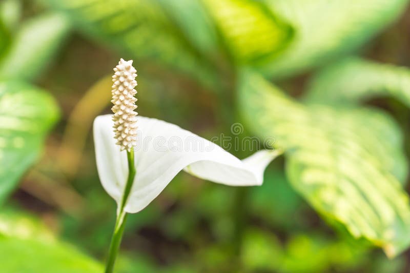 Giglio Calla Bianco Tra Piante Verdi Fotografia Stock - Immagine di ...