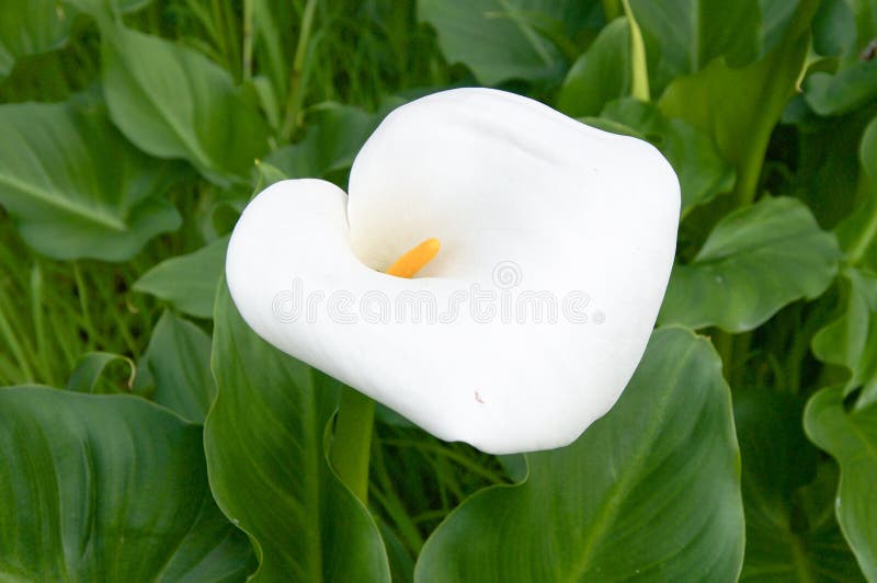 Calla: Erbaccia Di Fioritura Di Australia Occidentale Fotografia Stock ...