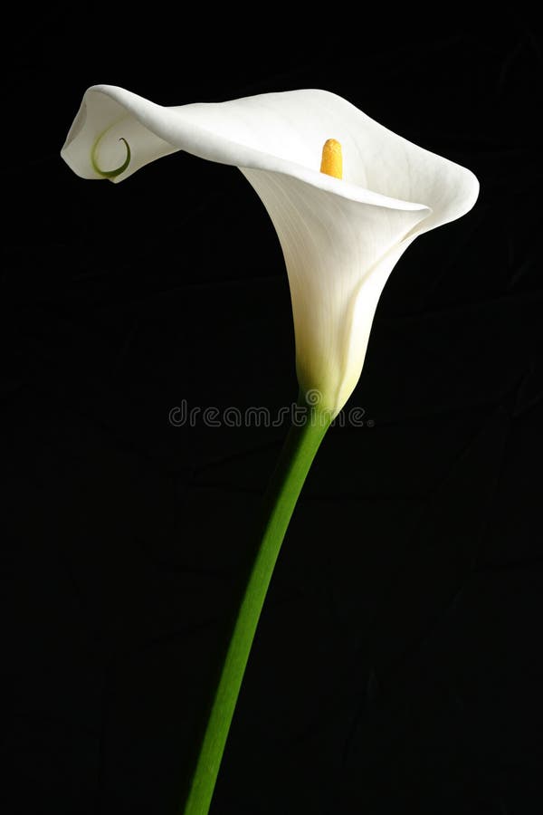 Calla bianco lilly immagine stock. Immagine di verde, macro - 1545259