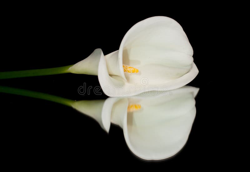 Lillies del Calla immagine stock. Immagine di giglio, fiori - 5283587