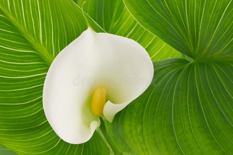 Calla Bianca Come Un Fiore. Alepes Kalla Immagine Stock - Immagine di ...