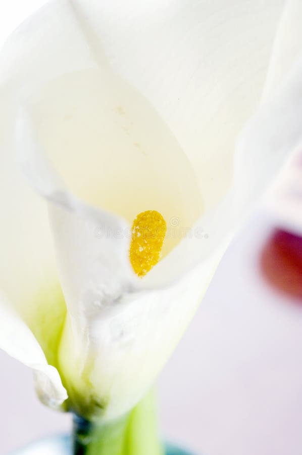 Calla dichte lelie spadix stock afbeelding. Image of bloesems - 4722227