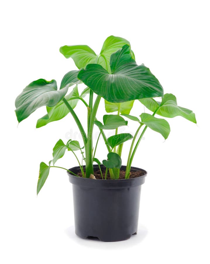 Calla en una olla foto de archivo. Imagen de belleza - 248792690