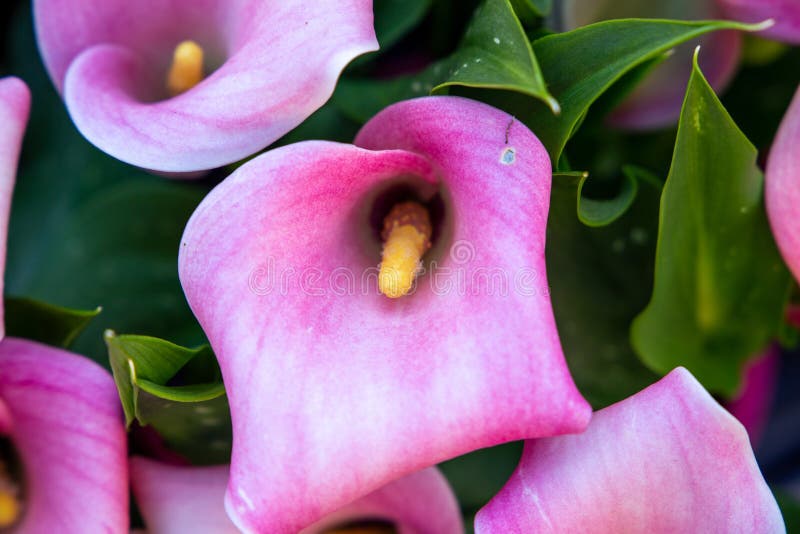 Calla Flower Fragrant Gardens and Parks Stock Photo - Image of color ...