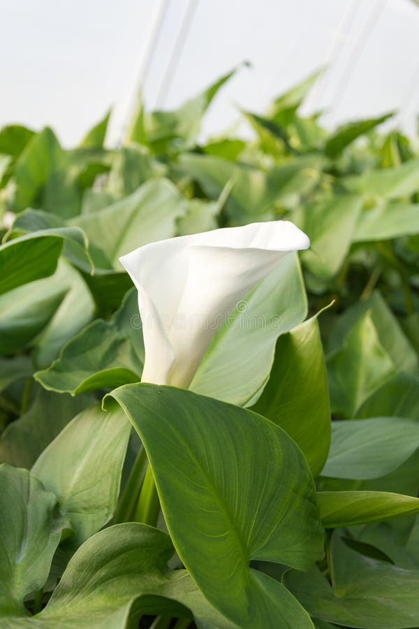 Calla Flower in Greenhouse with Water Irrigation Stock Photo - Image of ...