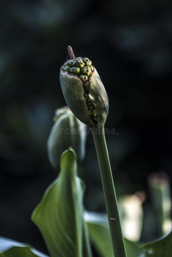 Calla flower seeds stock photo. Image of flower, definition - 73541800