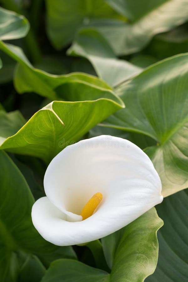 Calla Flowers Production in the Greenhouse Stock Image - Image of kala ...