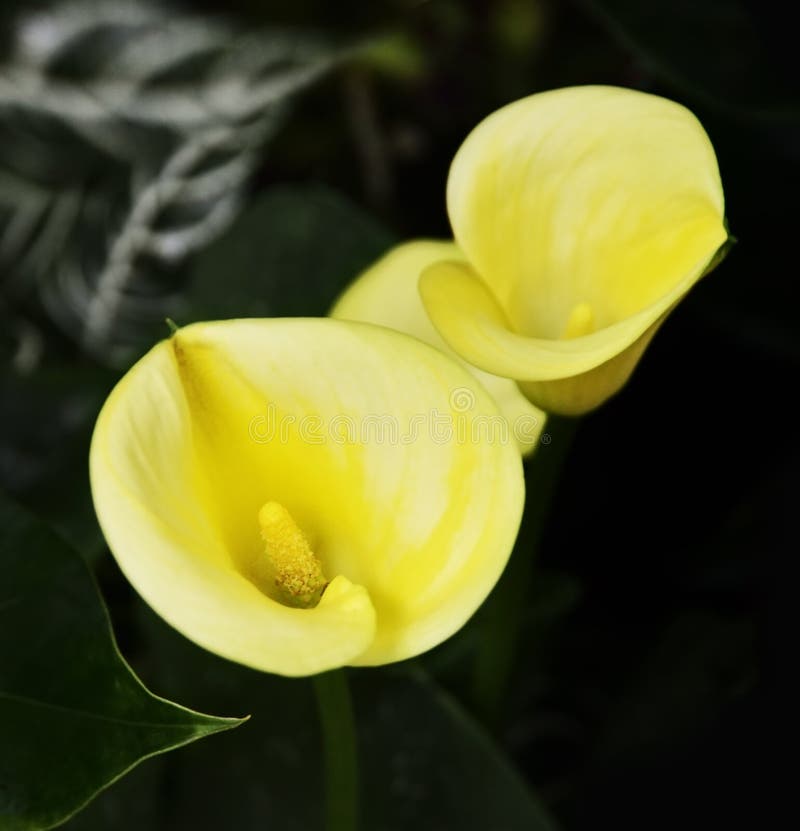 Calla Flowers stock photo. Image of leaf, flower, bloom - 33324060