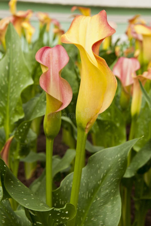 Fiori - calla rosa immagine stock. Immagine di testa - 40238495