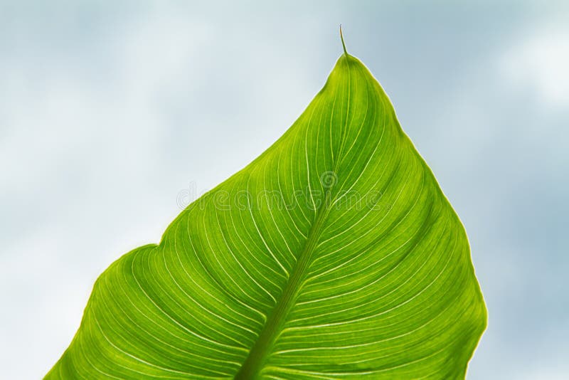 Calla Leaf, Closeup on Blue Sky Stock Photo - Image of lily, colorful ...