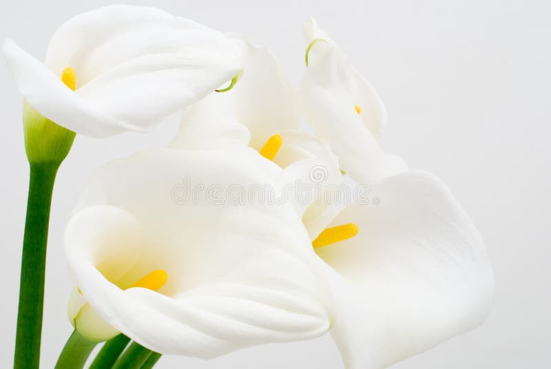 Calla lelie stock afbeelding. Image of installatie, bloei - 20558877