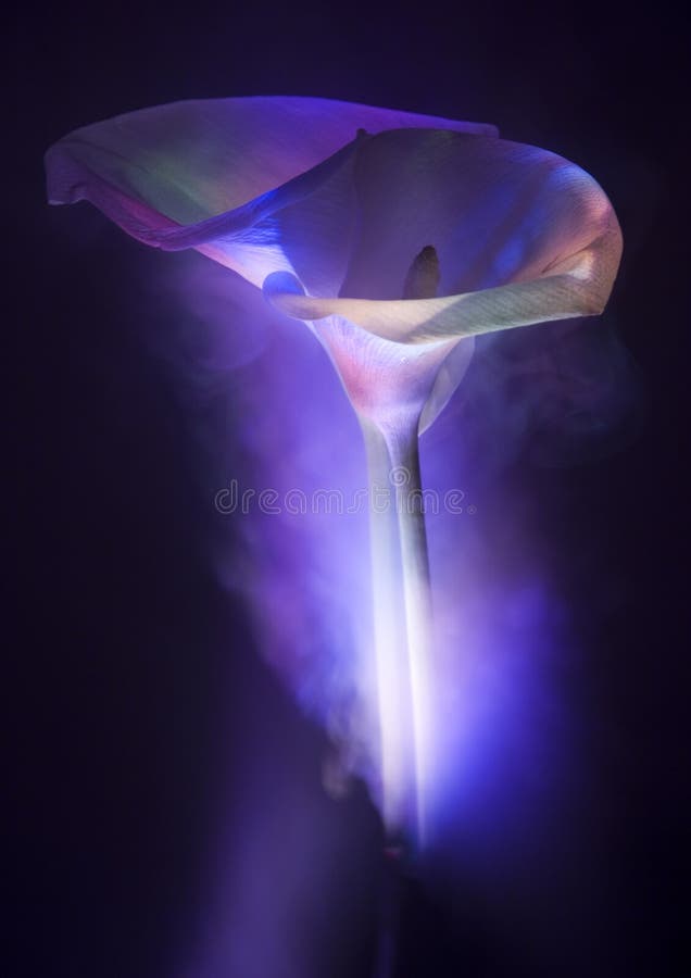 Calla lelie stock foto. Image of flora, aronskelk, kleurrijk - 2208296