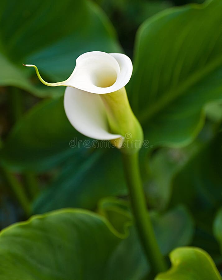 Calla lelie stock foto. Image of flora, spiraal, eenvoud - 28195874