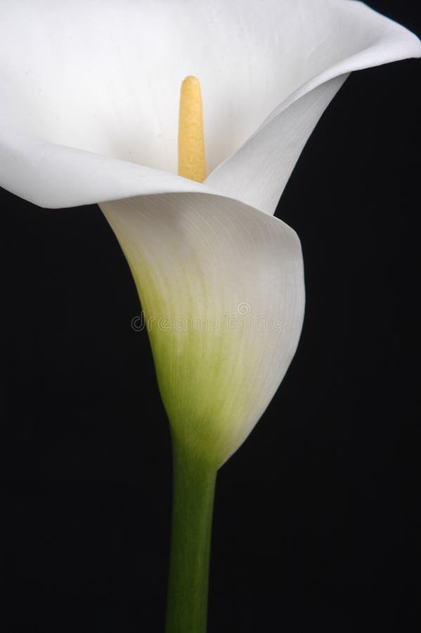 Calla lelie stock foto. Image of bloem, tuinbouw, stam - 639678