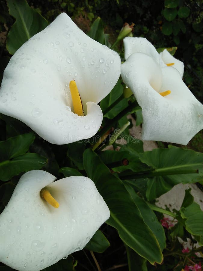 Calla lelie stock foto. Image of lelie, vers, tuin, bloei - 99051112