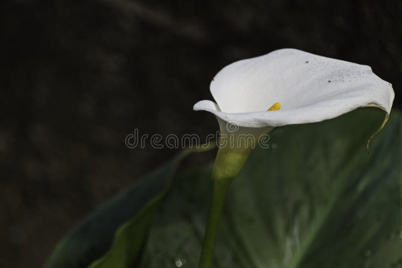 Calla lelie witte close-up stock afbeelding. Image of stam - 93124415