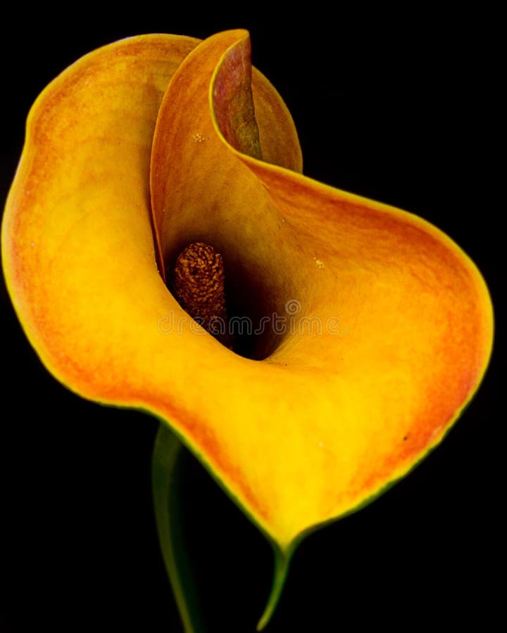 Calla-Lilie stockfoto. Bild von schwarzes, makro, blume - 10954318