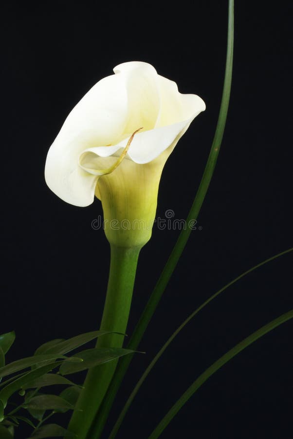 Calla-Lilie stockfoto. Bild von blumenblatt, schön, phasen - 7034548