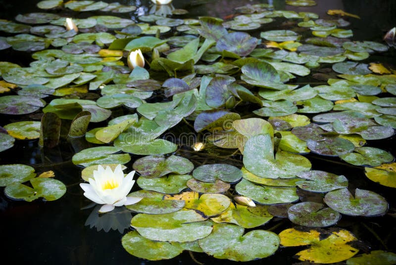 Calla lilies stock image. Image of spain, flora, vegetation - 10795971