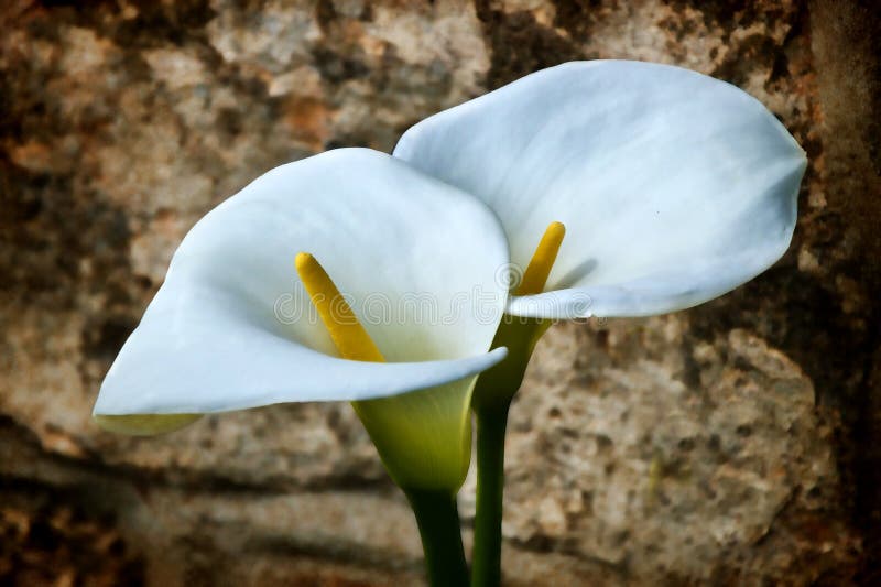 Calla Lilies Stock Photos - Download 2,199 Royalty Free Photos