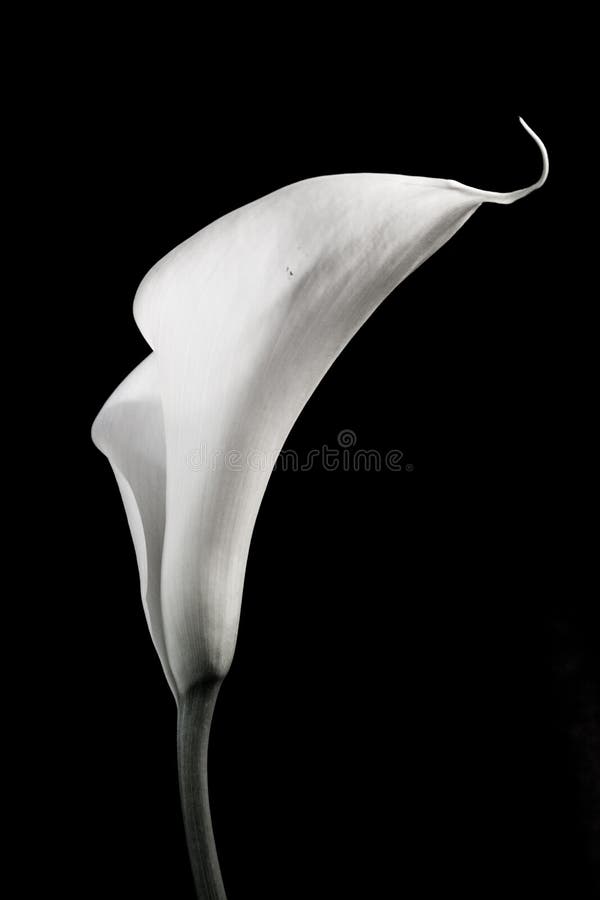 Calla Lilly in Bianco E Nero Fotografia Stock - Immagine di bianco ...