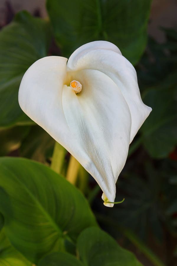 Calla Lilly Flower in the Garden Stock Photo - Image of green, garden ...