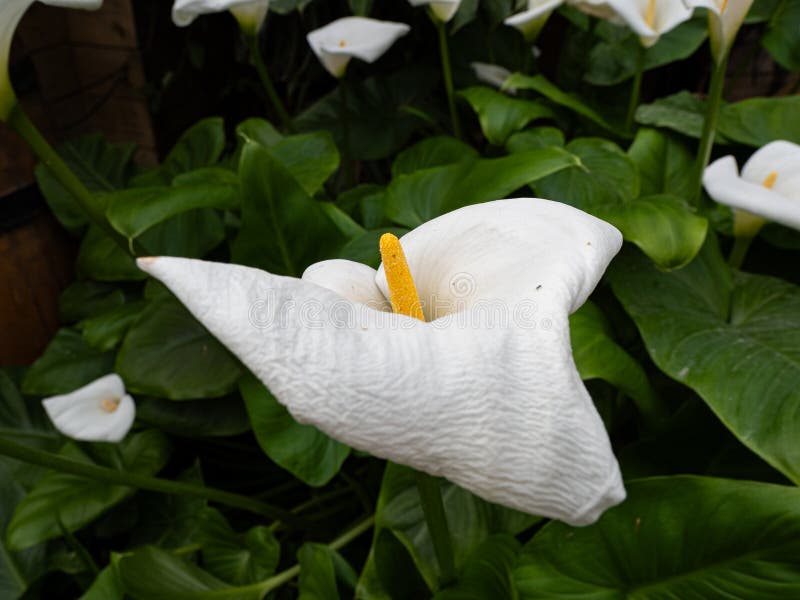 Calla Lilly Flower in the Summer Sun Stock Image - Image of spring ...