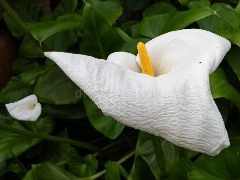 Calla Lilly Flower in the Summer Sun Stock Image - Image of cartridge ...