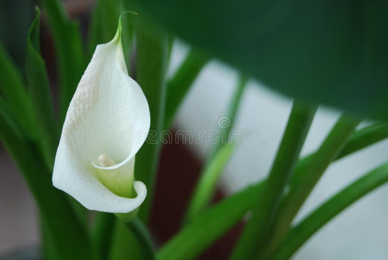 Calla Lily stock photo. Image of open, spring, calla - 25077318